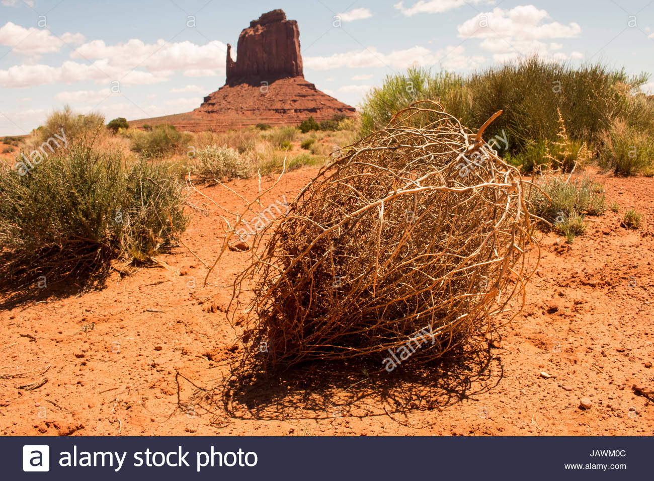Tumbleweed Stock Photos & Tumbleweed Stock Images - Alamy
