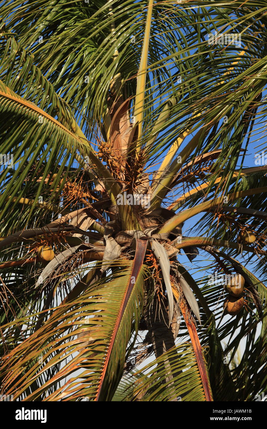 Chile coco palm hi-res stock photography and images - Alamy
