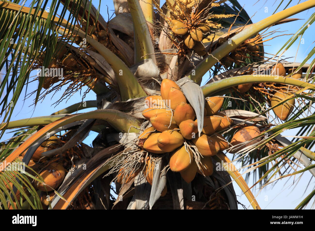 Chile coco palm hi-res stock photography and images - Alamy