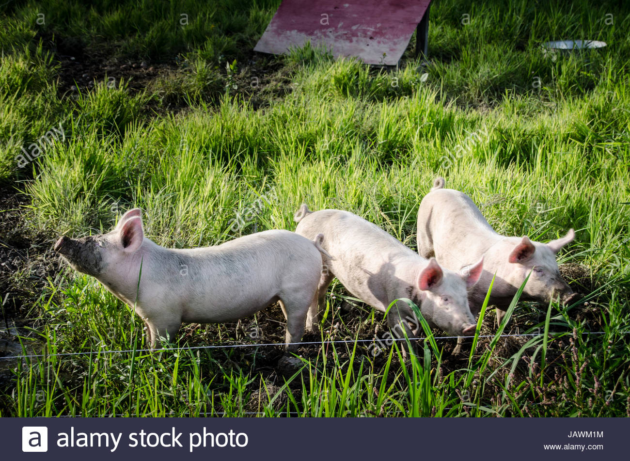 Pigs In A Field Stock Photos & Pigs In A Field Stock Images - Alamy