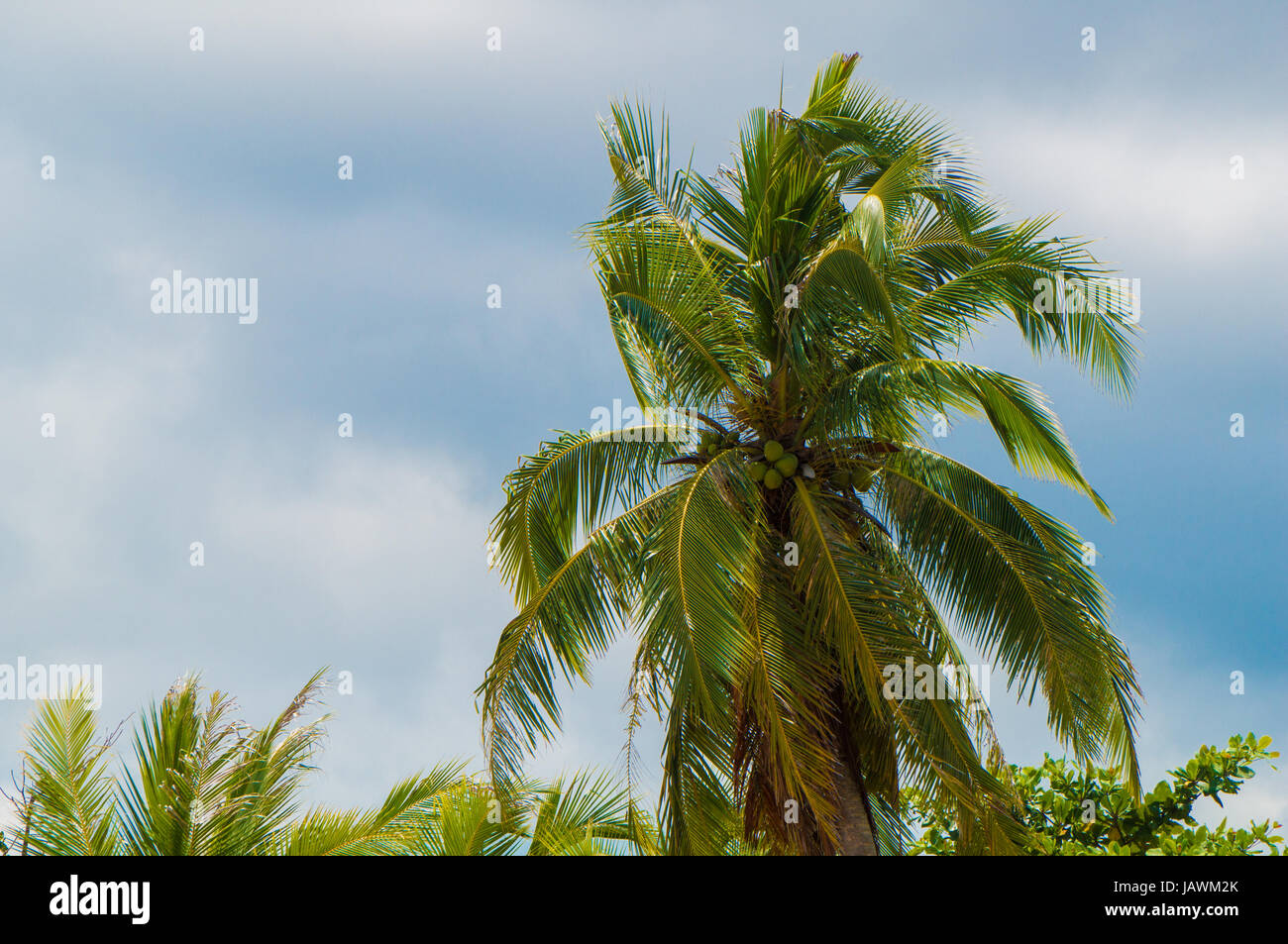 Coconut tree facing the monsoon winds Stock Photo - Alamy