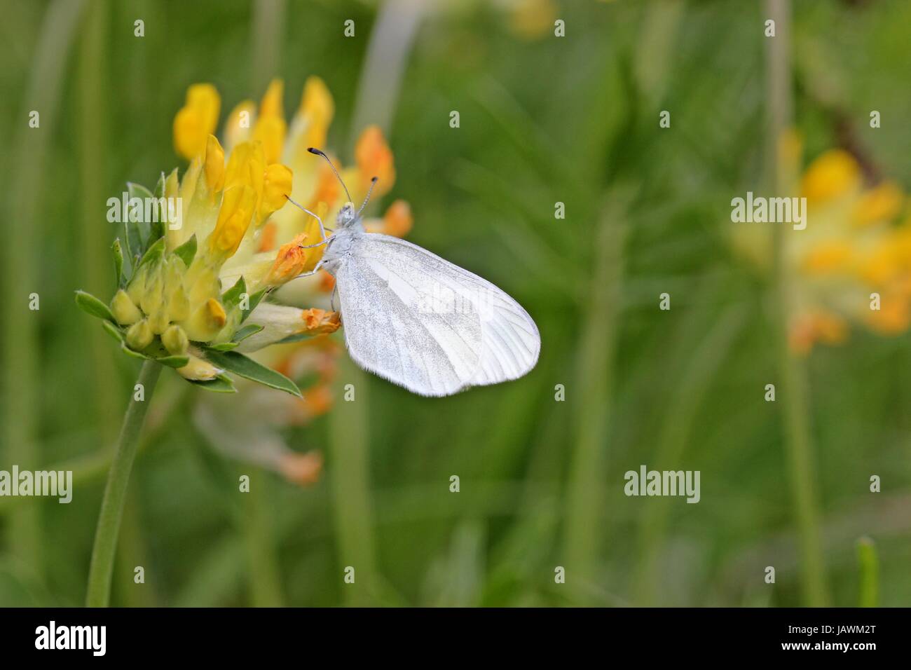 Leptidea mustard hi-res stock photography and images - Alamy