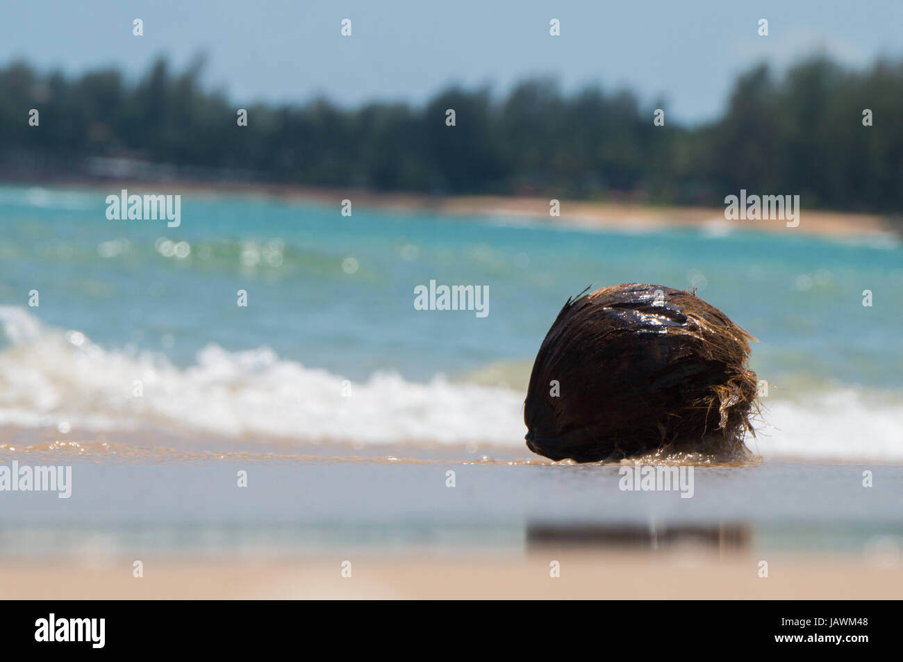 Coconut washed ashore hi-res stock photography and images - Alamy