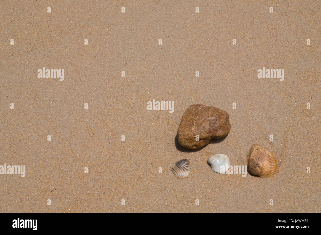 Three shells and a stone on the beach Stock Photo - Alamy