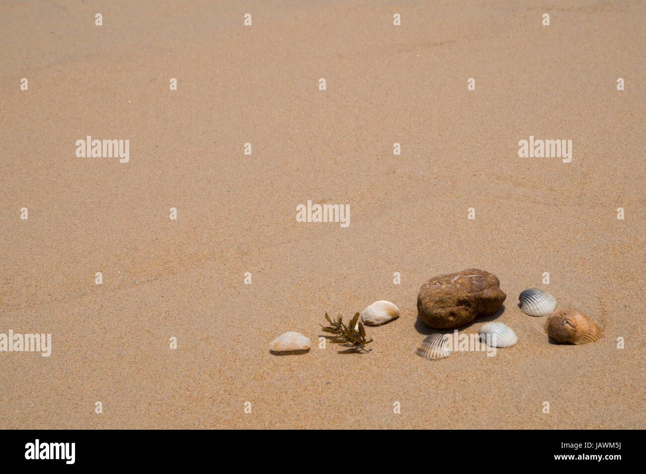 Three shells and a stone on the beach Stock Photo - Alamy