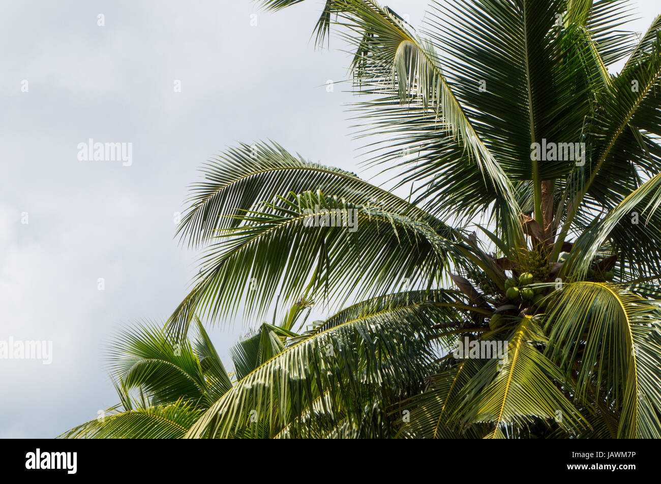 Coconut tree close-up Stock Photo - Alamy