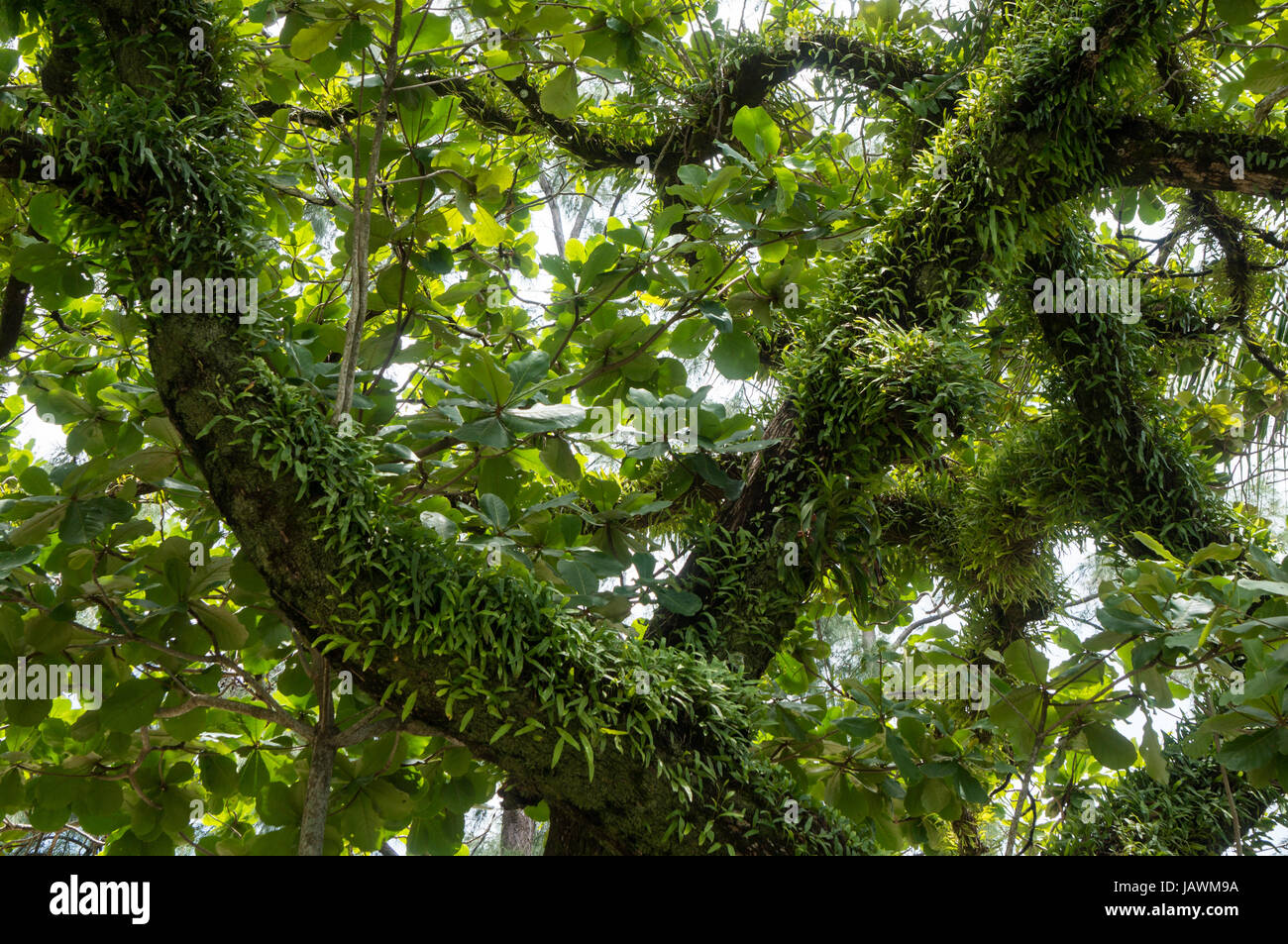 Parasite on tree in Thailand Stock Photo - Alamy