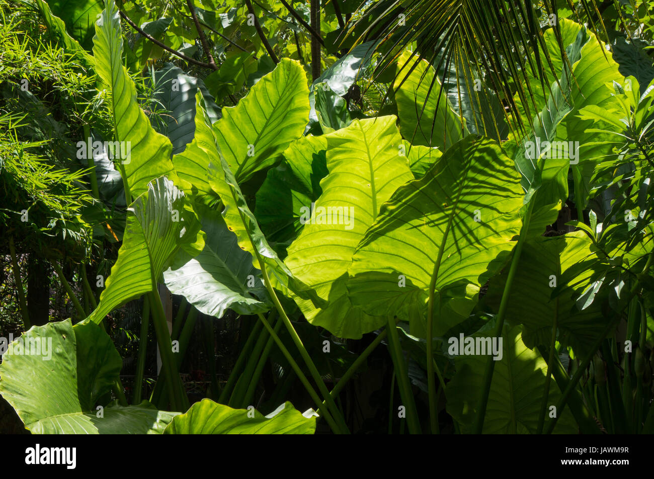 Huge leaves hi-res stock photography and images - Alamy