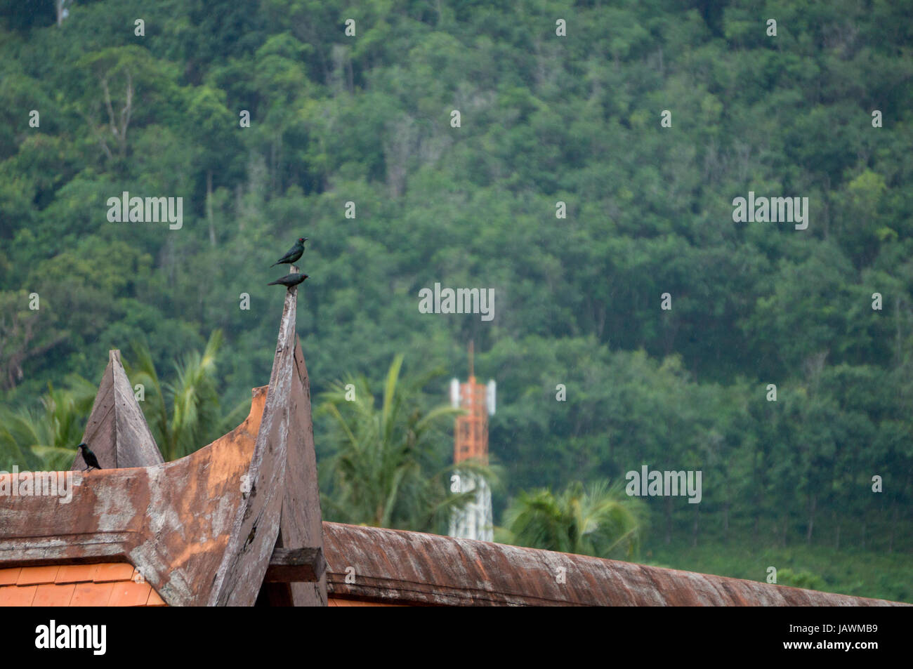 Birds resting on a roof during the rain Stock Photo - Alamy