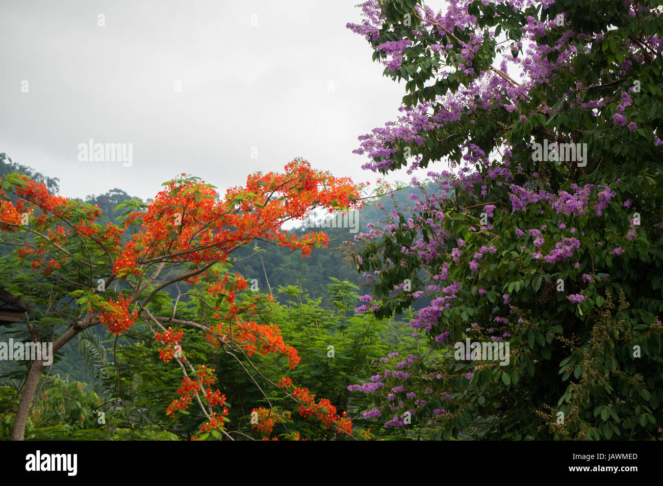 Red and violet blooming trees Stock Photo - Alamy