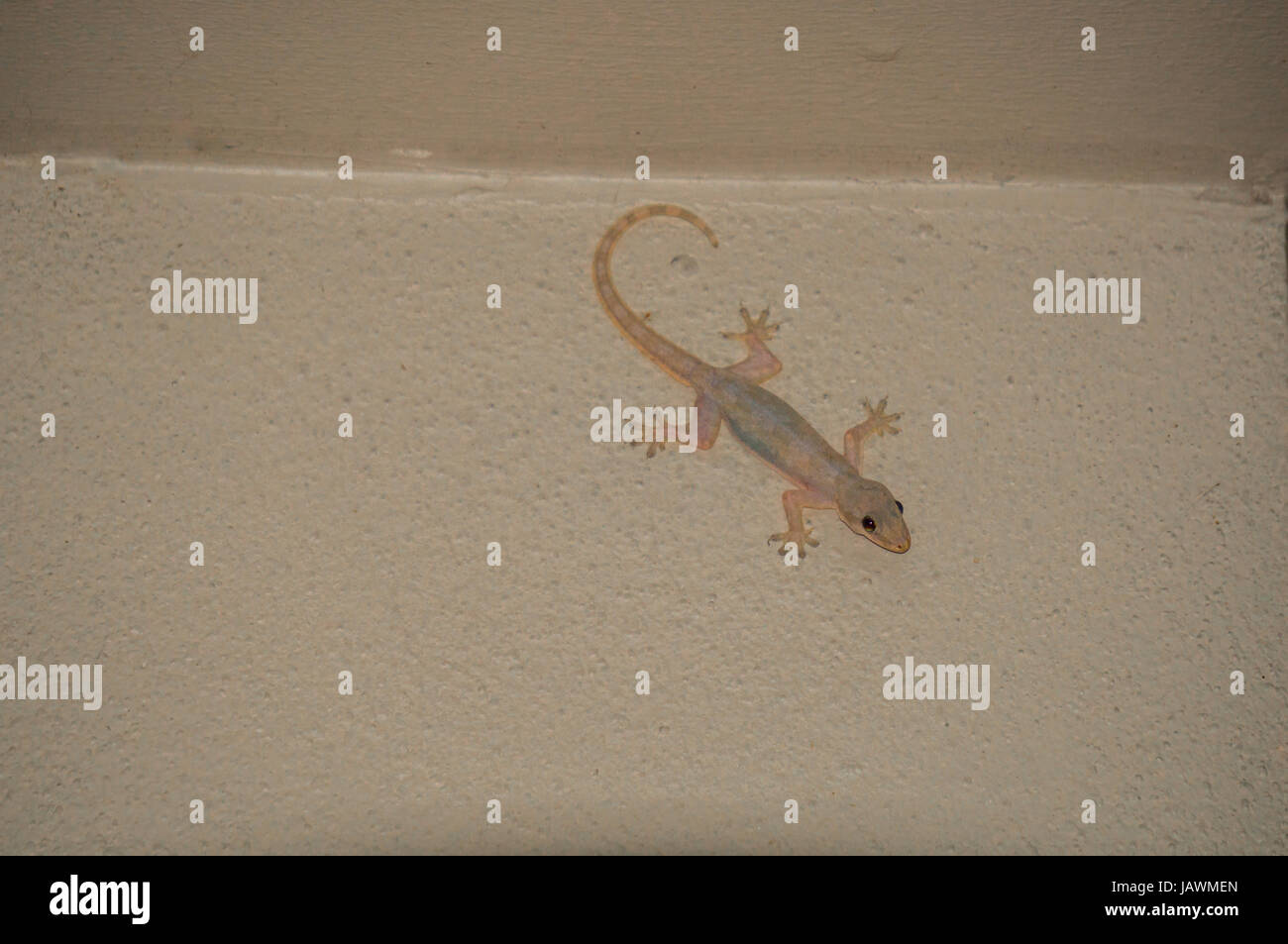 Thailand gekko hi-res stock photography and images - Alamy