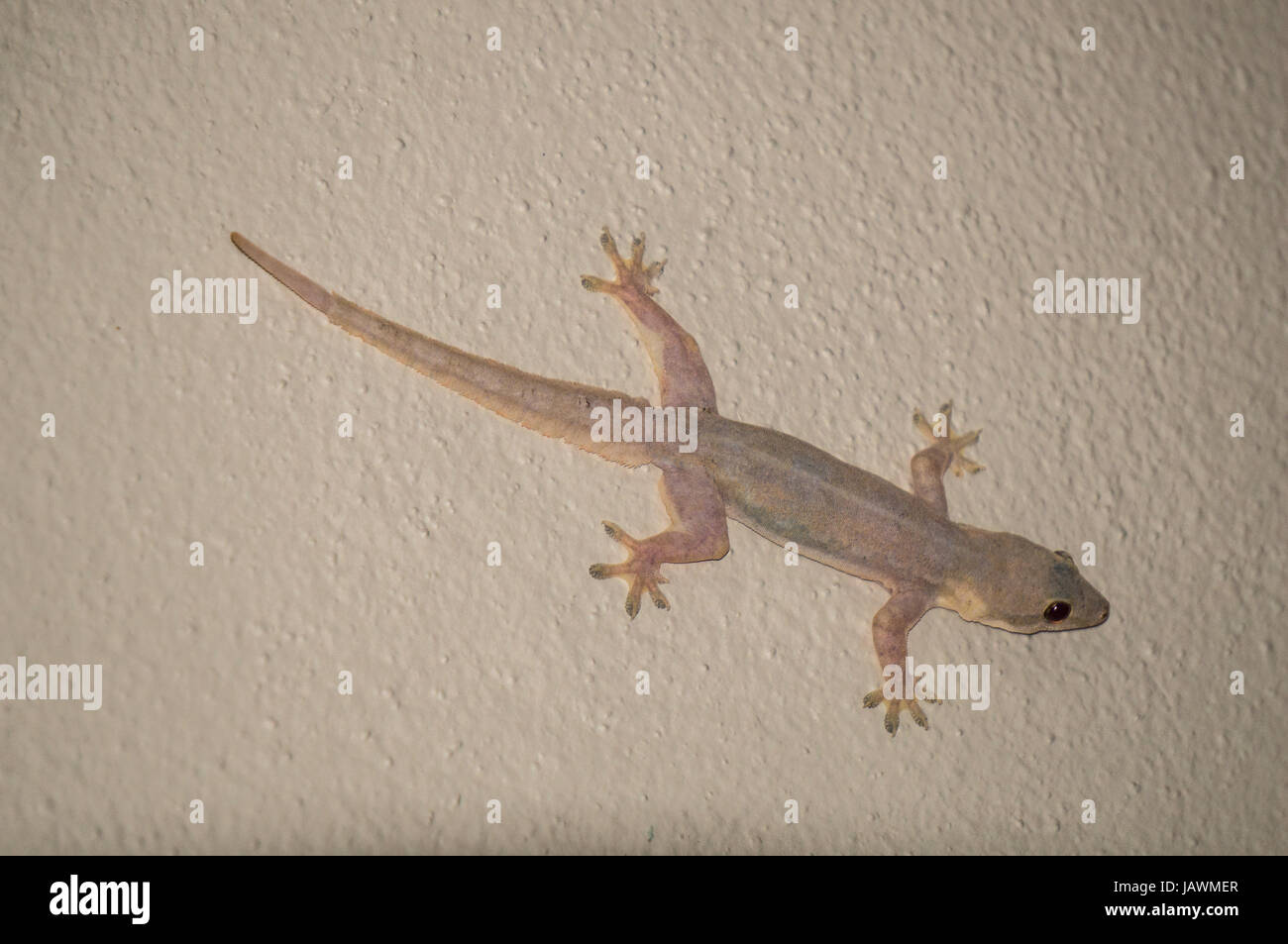 Thailand gekko hi-res stock photography and images - Alamy