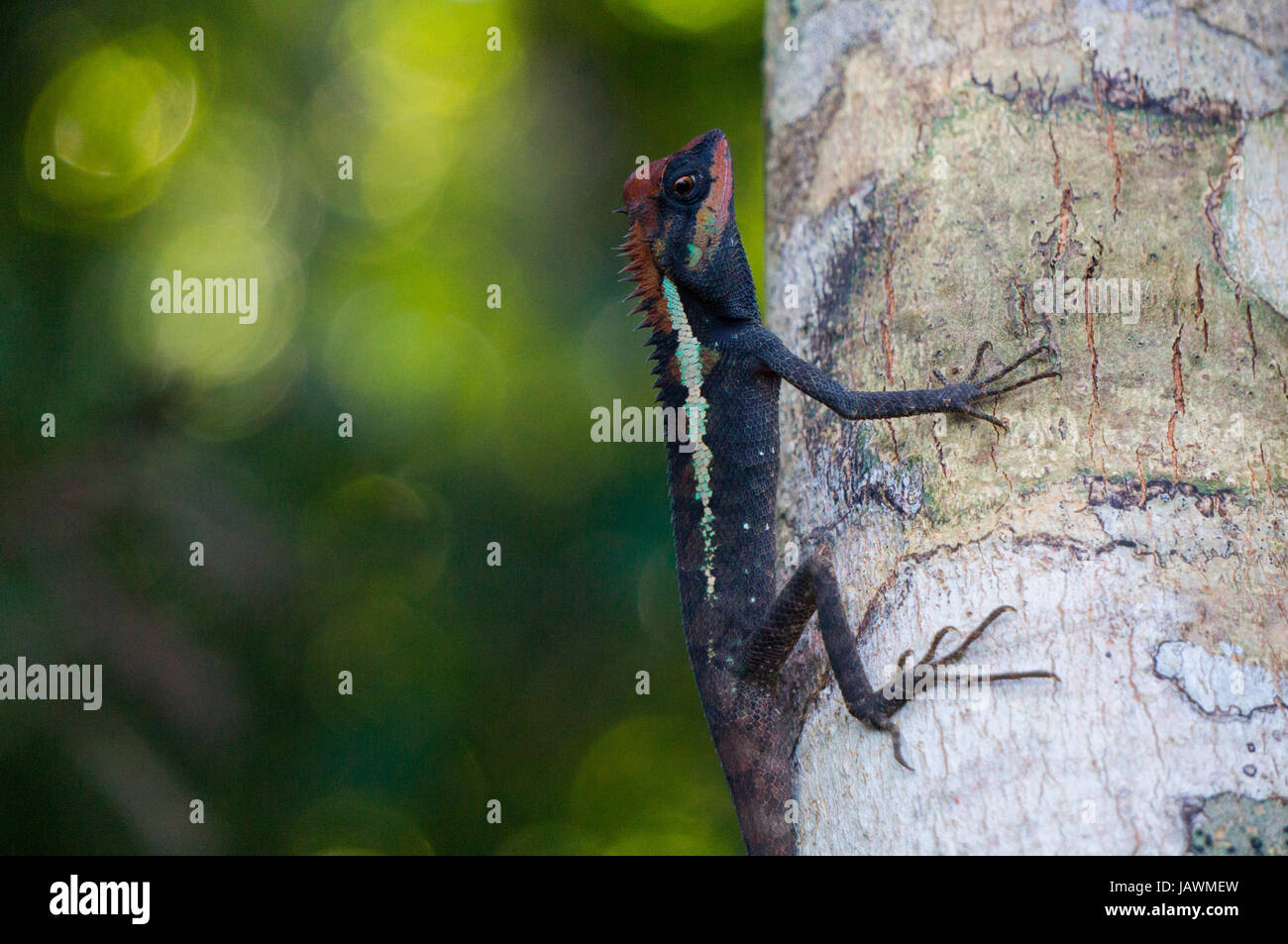 Masked spiny lizard on a tree in Khao Lak - Lamru national park Stock ...