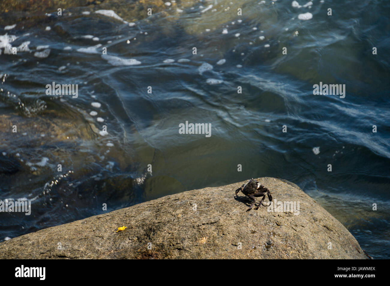 Crab resting hi-res stock photography and images - Alamy