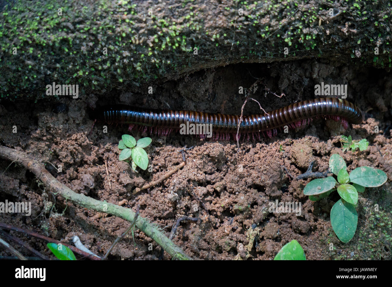Black diplopoda arthropod hi-res stock photography and images - Alamy