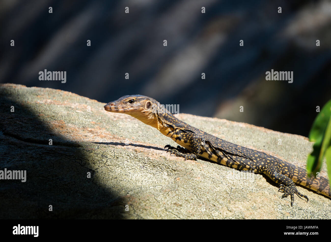 Monitor lizard resting on a rock Stock Photo - Alamy
