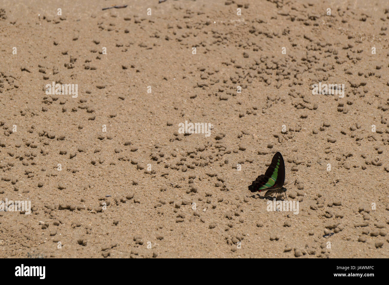 Butterfly amongst crab sediment balls Stock Photo - Alamy
