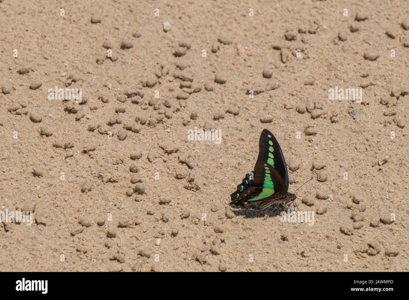 Butterfly amongst crab sediment balls Stock Photo - Alamy