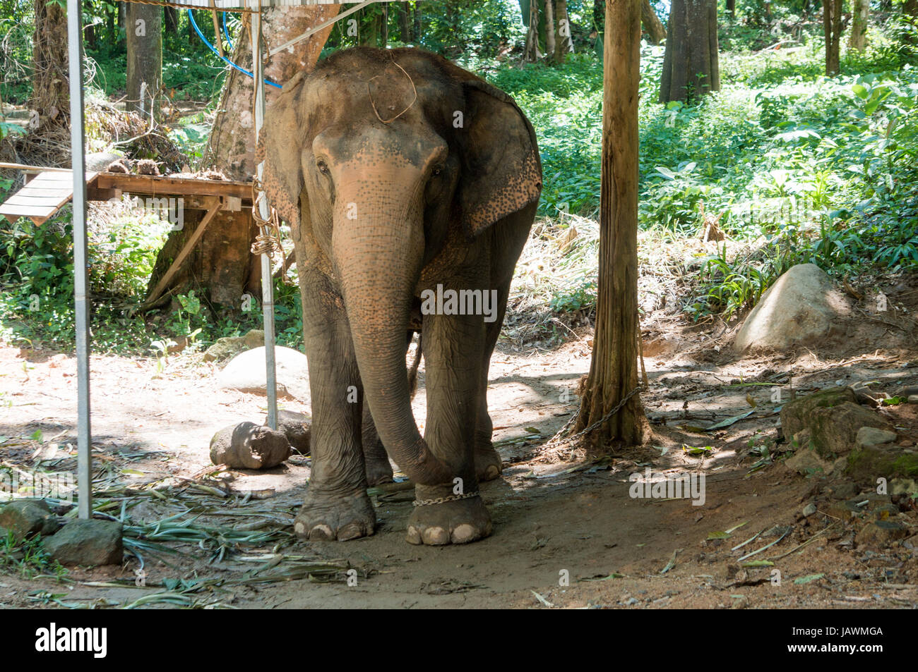 Elephant in chains in Thailand Stock Photo - Alamy