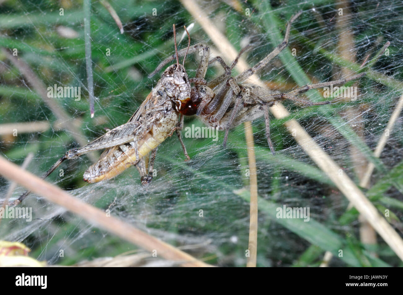 Ragno mangia ortottero hi-res stock photography and images - Alamy