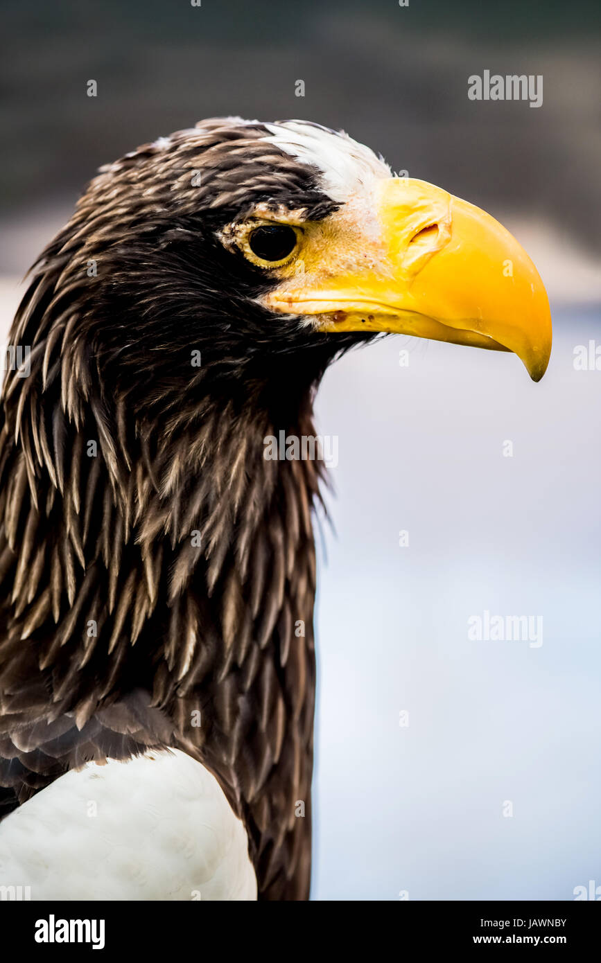 hawk, hunter bird in the forest Stock Photo - Alamy