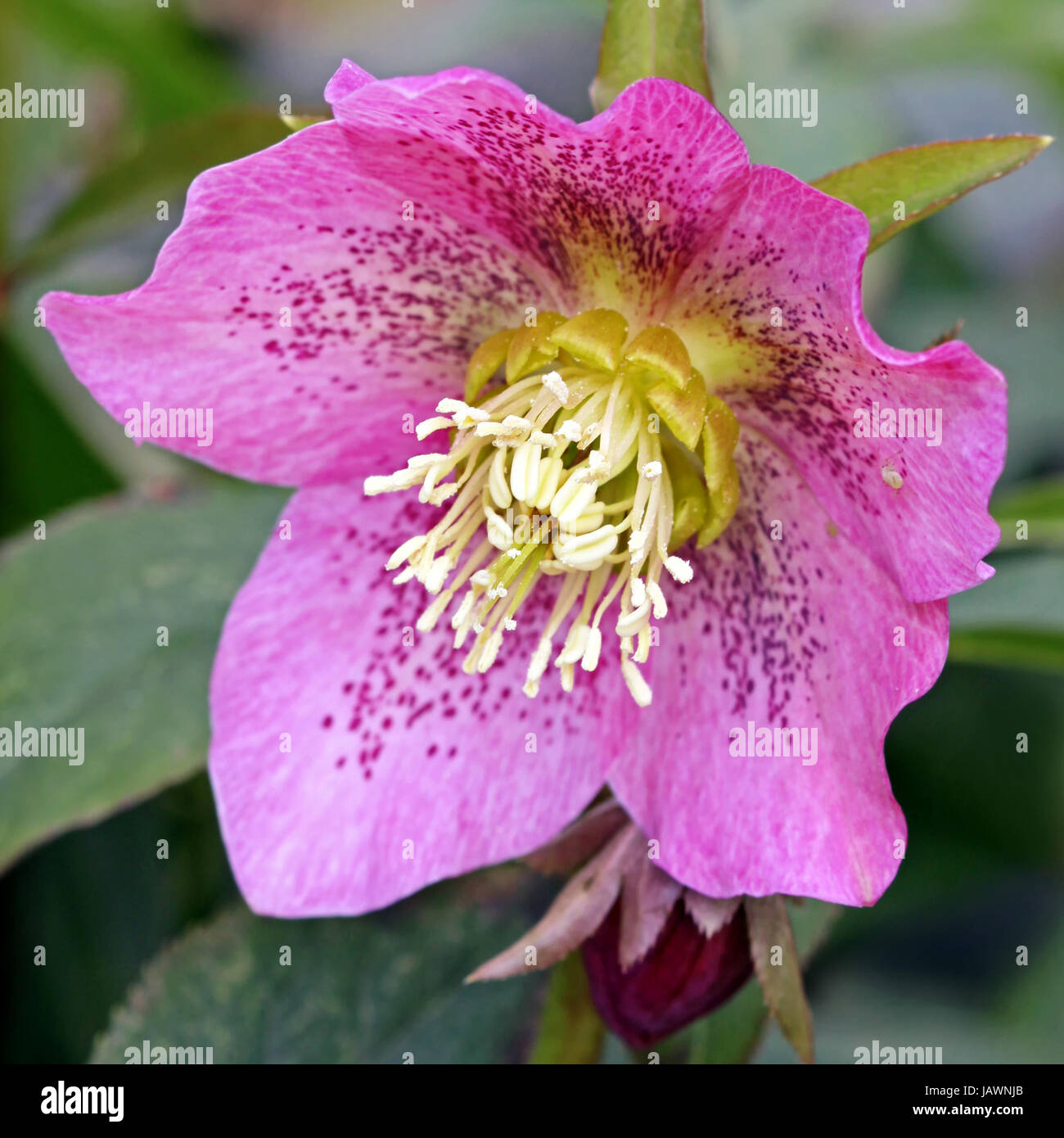 Fruhlingsschneerose hi-res stock photography and images - Alamy