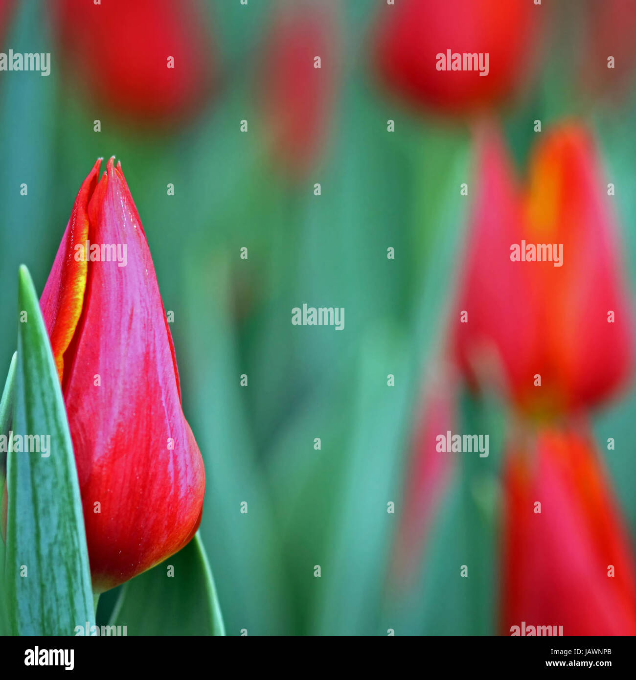 color contrast in red and green Stock Photo - Alamy