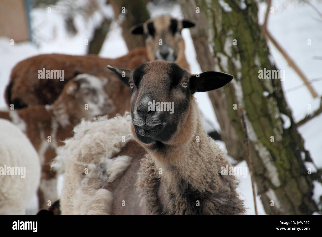 Schaf Portrait im Schnee Stock Photo - Alamy
