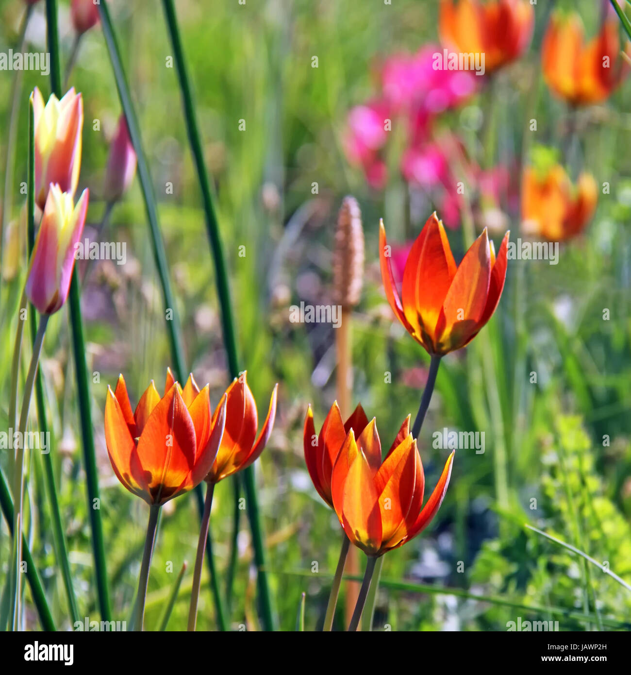 wild tulips tulipa whittallii Stock Photo - Alamy