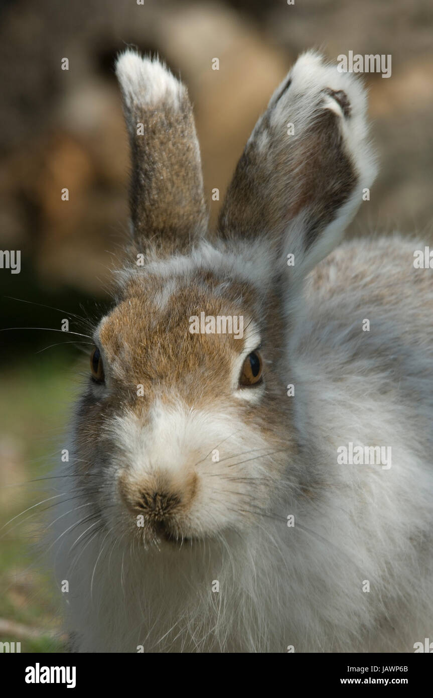 mountain hare,hare,lagomorphs,closeup,autumn round,the gran paradiso ...