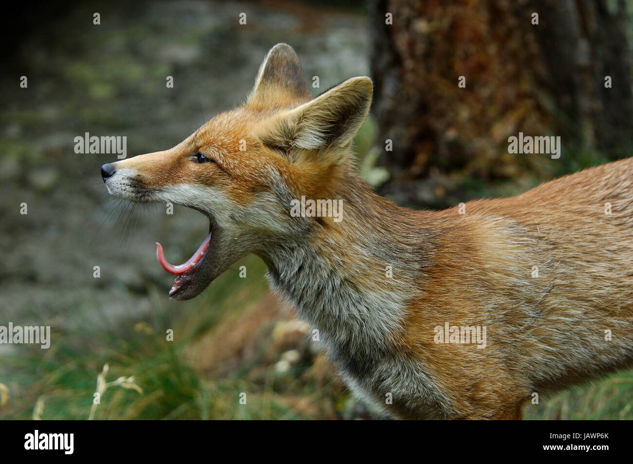 fox,vulpes vulpes,yawn,carnivores,predators,mountain,cogne,gran ...