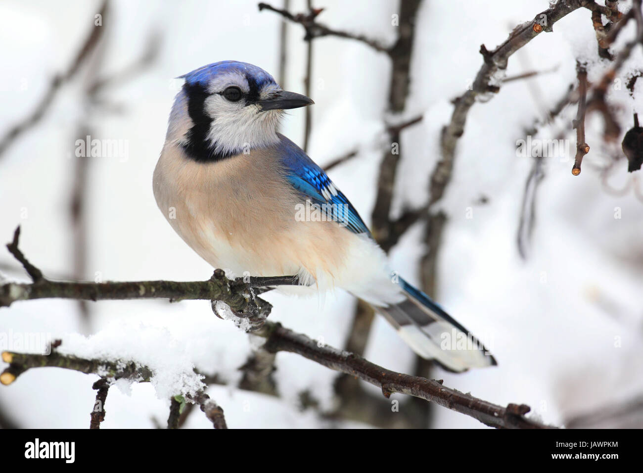 Blue Jay (corvid cyanocitta) and an apple tree with snow Stock Photo ...