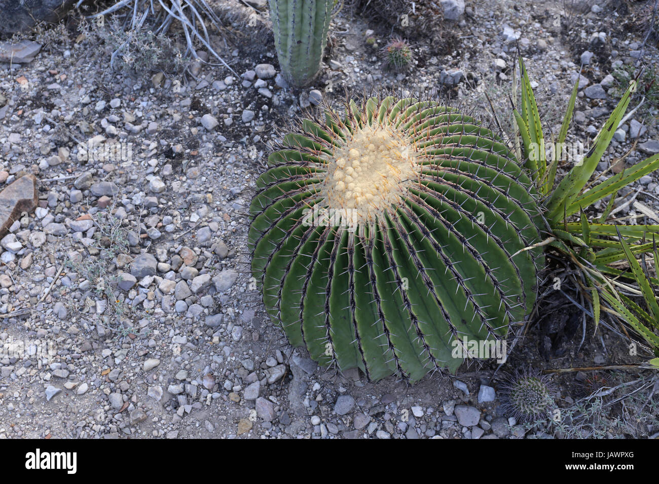 A Big Round Cactus Stock Photo - Alamy