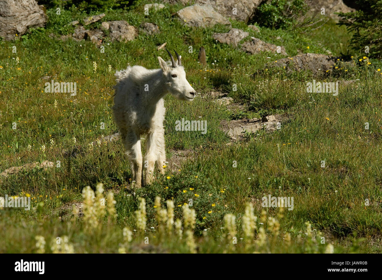 capra delle nevi, capra di montagna, mountain goat, Oreamnus americanus ...