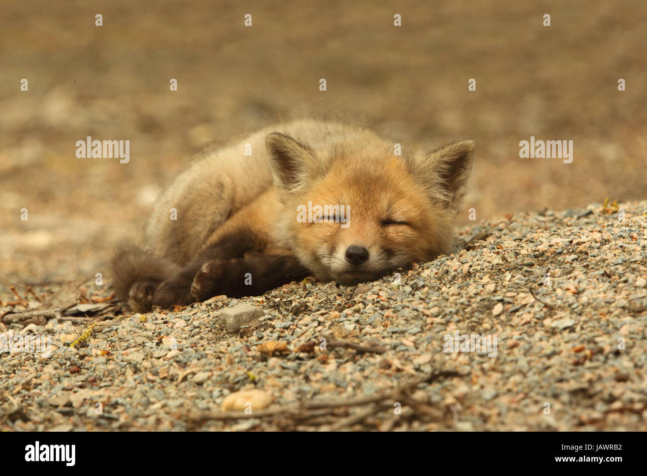 Red Fox Kit (vulpes) sleeping near the den Stock Photo - Alamy