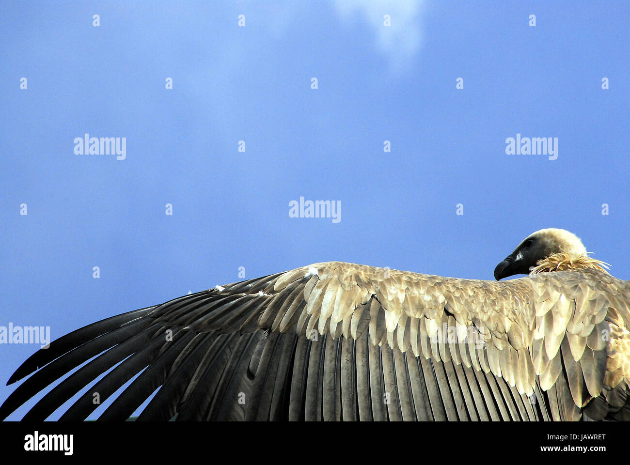 Pleitegeier hi-res stock photography and images - Alamy