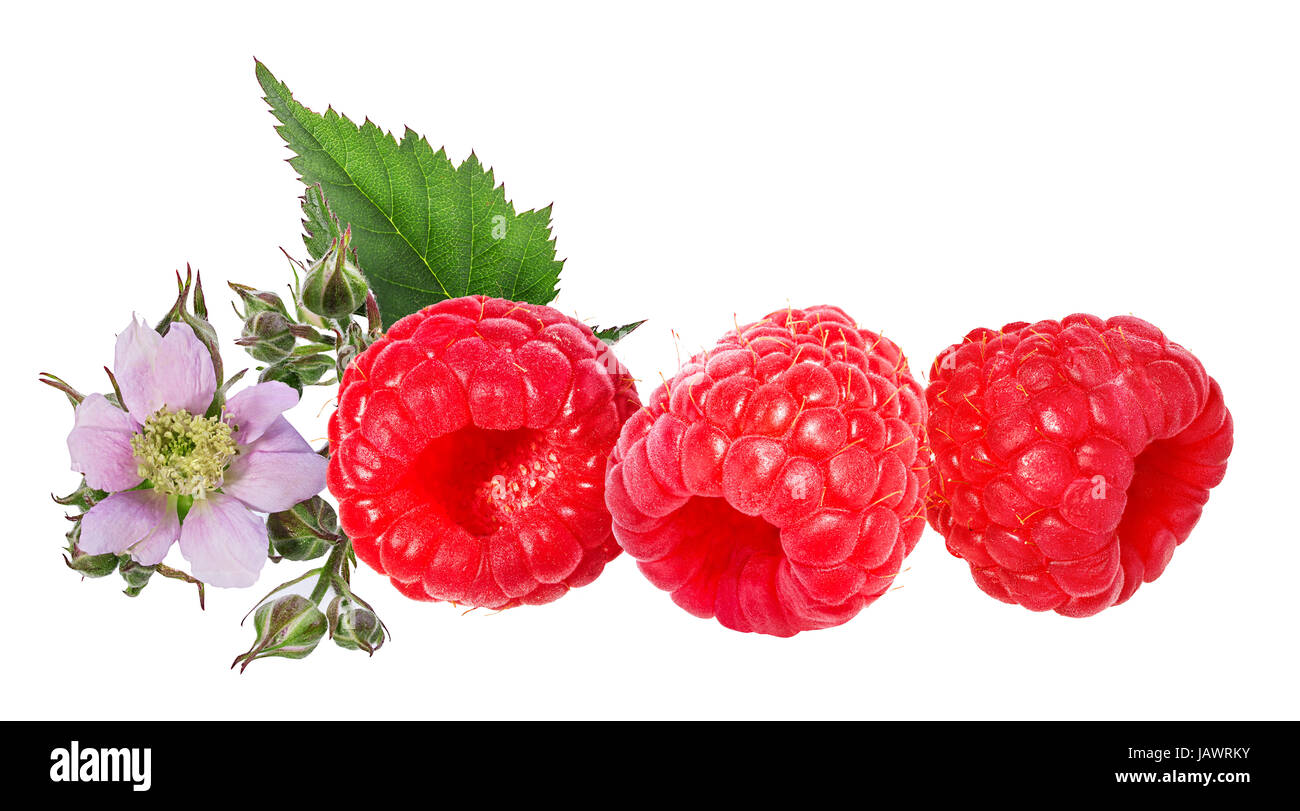 Raspberry isolated on white background Stock Photo - Alamy