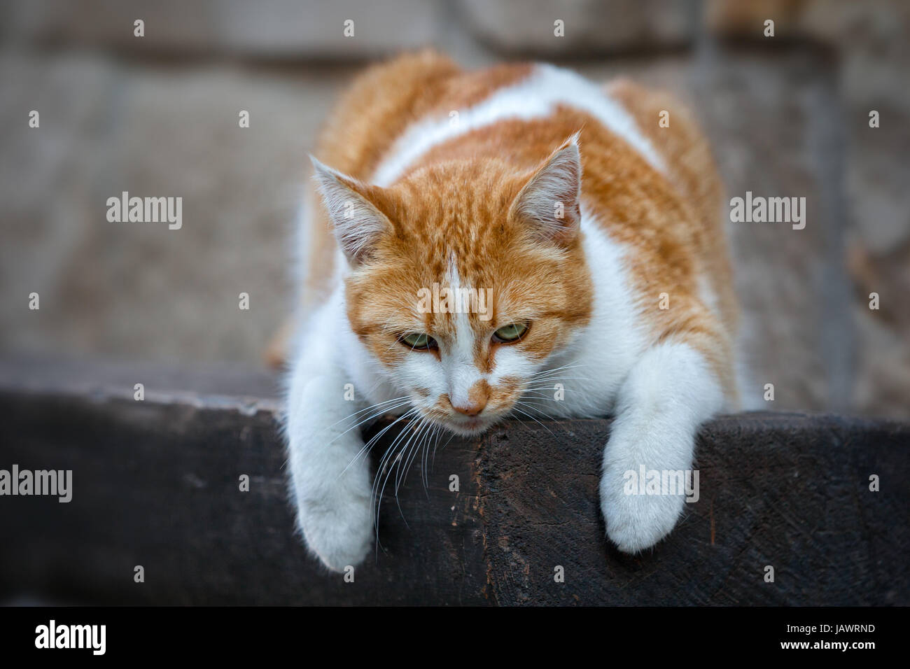 Katze sprung hi-res stock photography and images - Alamy