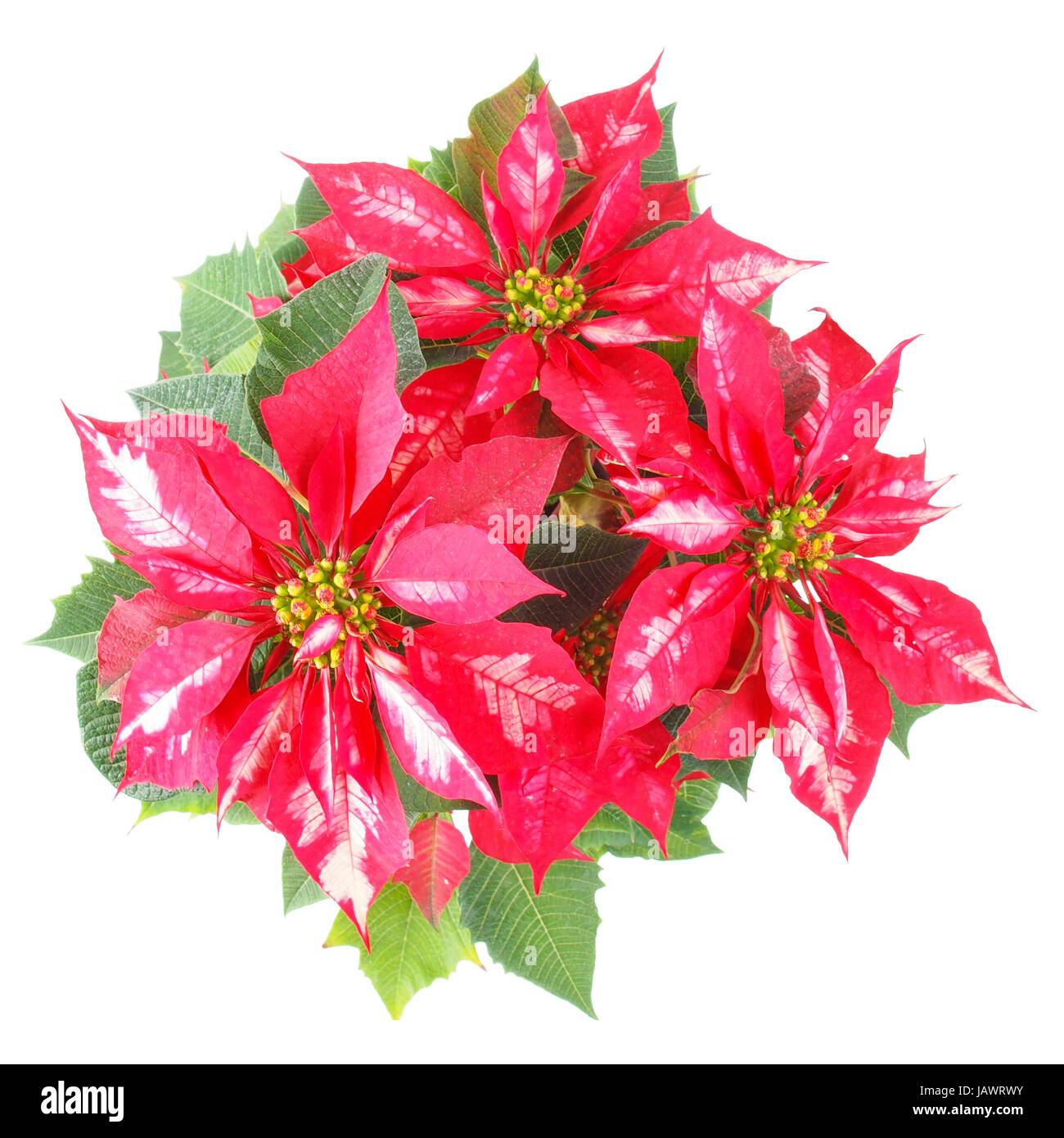 Euphorbia Pulcherrima aka Christmas Star or Poinsettia flower isolated ...