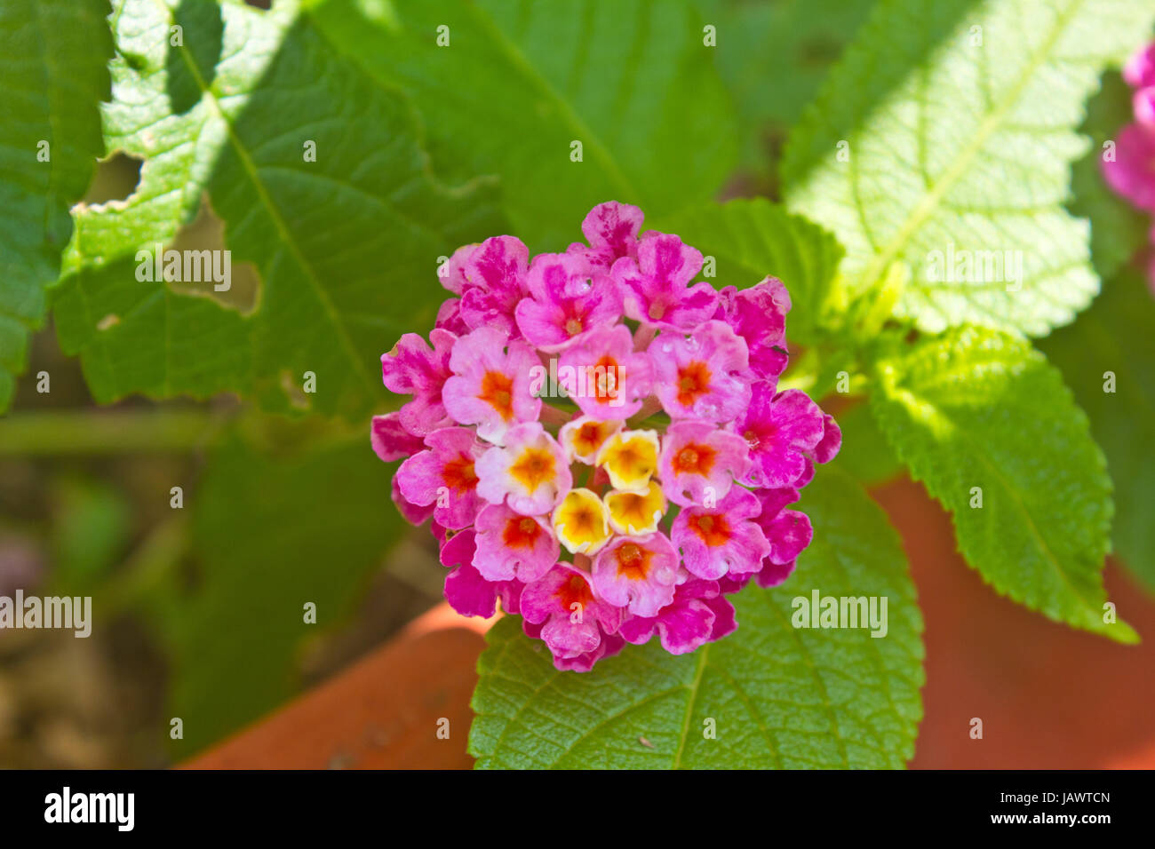 Multi colored Lantana flowers with buds and leaves Stock Photo - Alamy