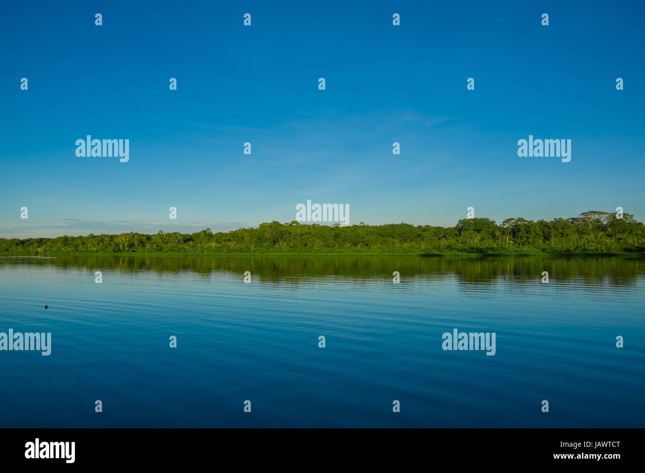 Jungle reflected in a lake in Limoncocha National Park in the Amazon ...