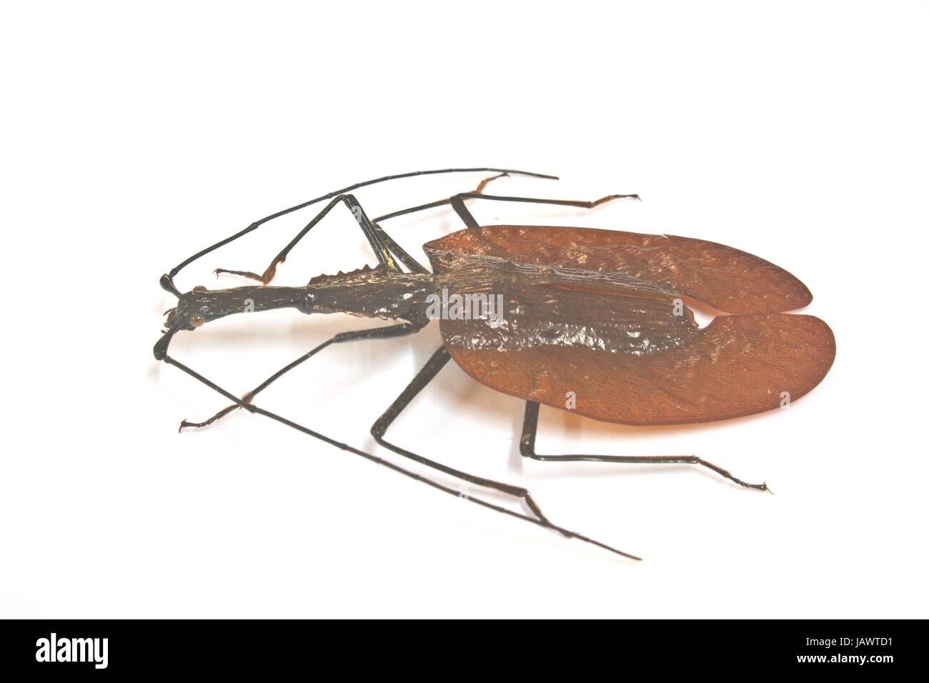 Violin beetle hi-res stock photography and images - Alamy