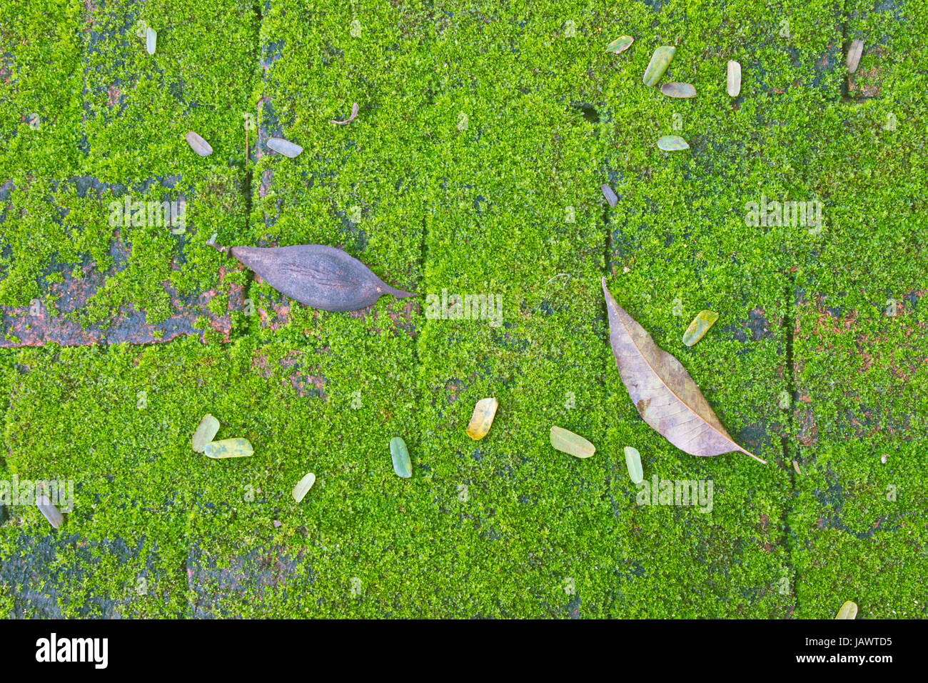 Ground pathway covered lined with green moss Stock Photo - Alamy