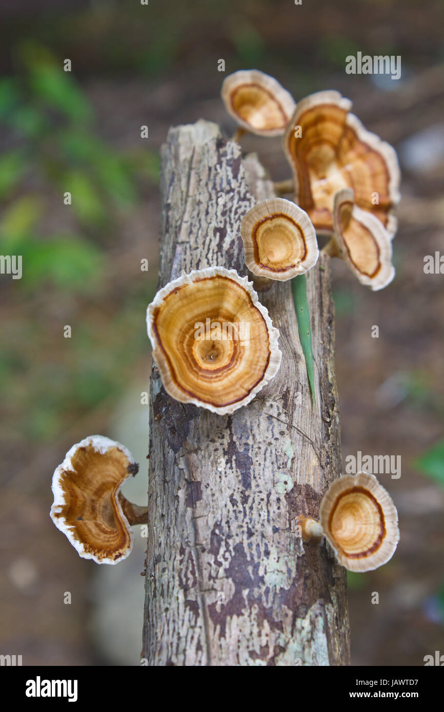 mushrooms growing on a live tree in the forest Stock Photo - Alamy