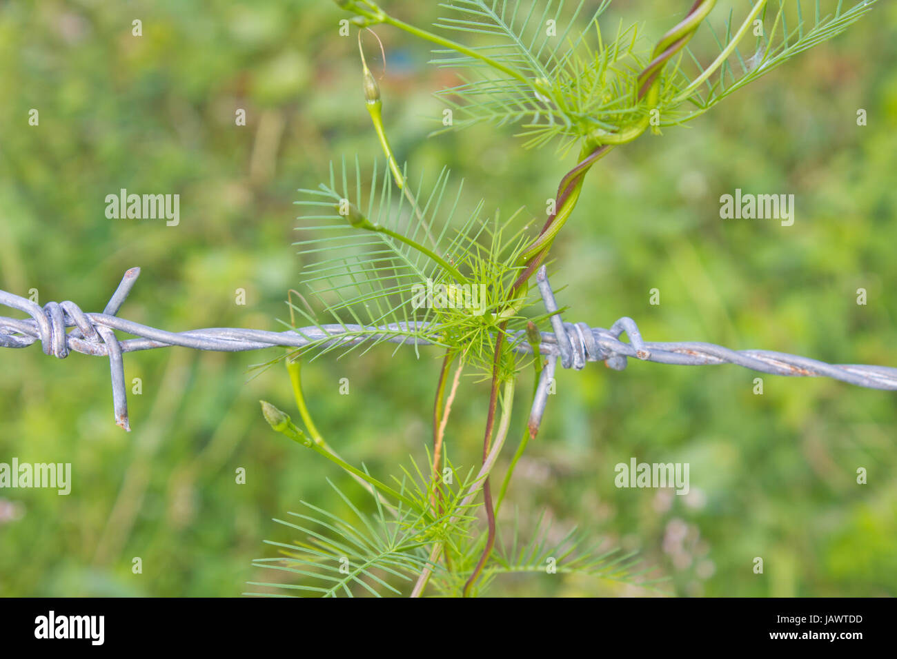 Climbing over barbed wire hi-res stock photography and images - Alamy