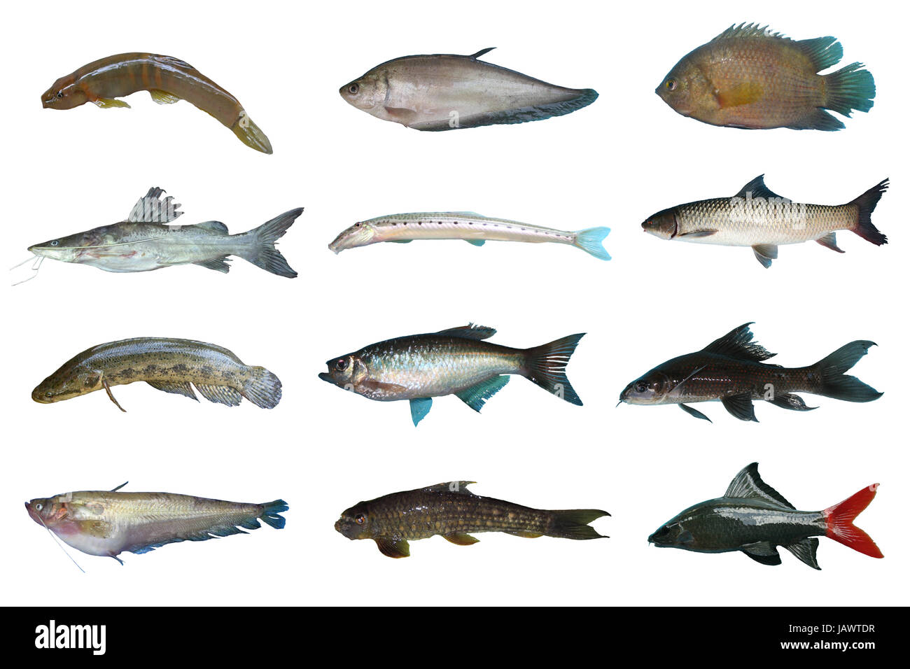 Set Freshwater fish of Thailand, Freshwater fish isolated on white ...