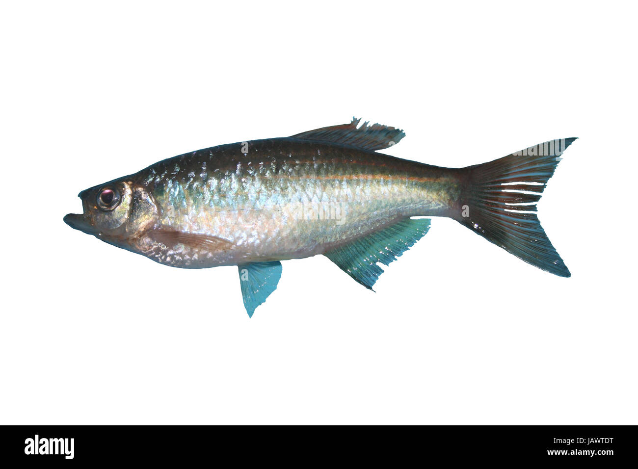 Freshwater fish isolated on white background,BLUE DANIO Common names ...