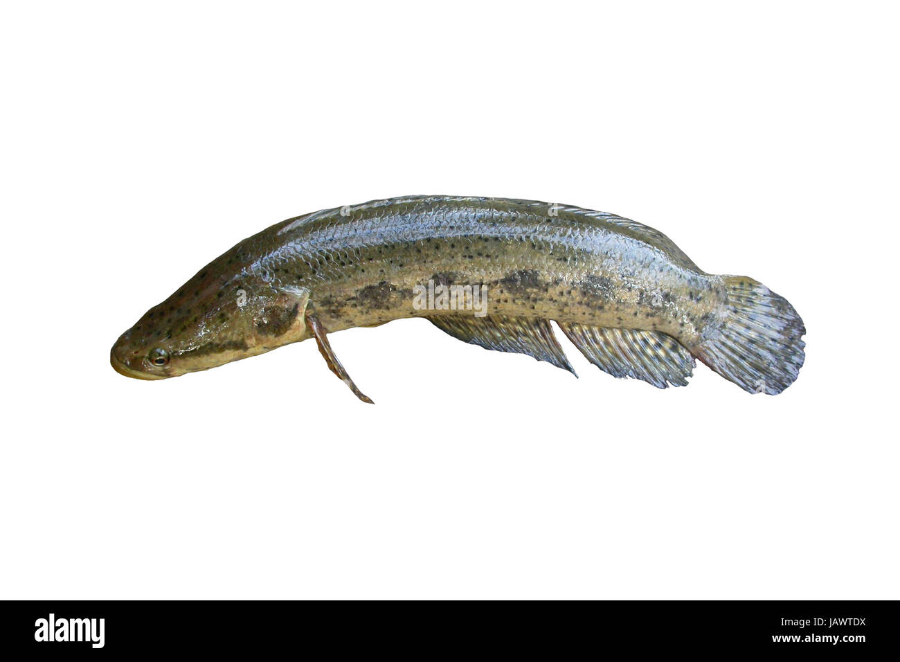 Freshwater fish isolated on white background,Blotched snakehead Common ...