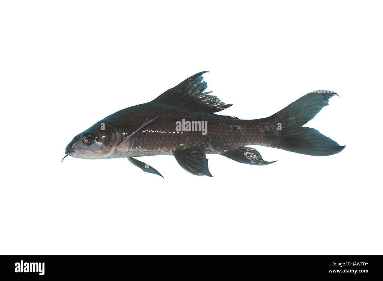 Names Of Freshwater Fish