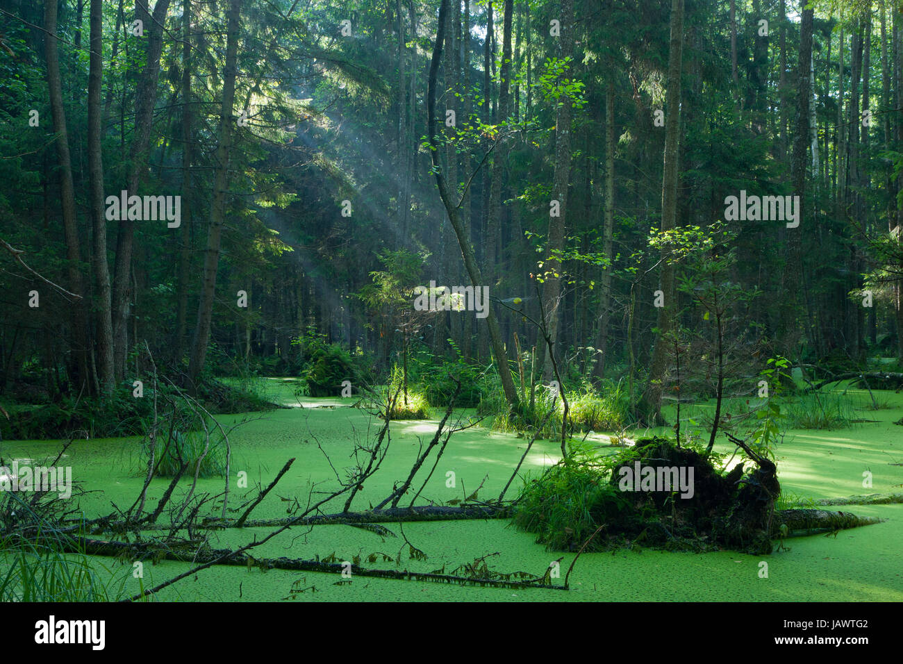 Natural alder-carr stand of Bialowieza Forest with standing water and ...